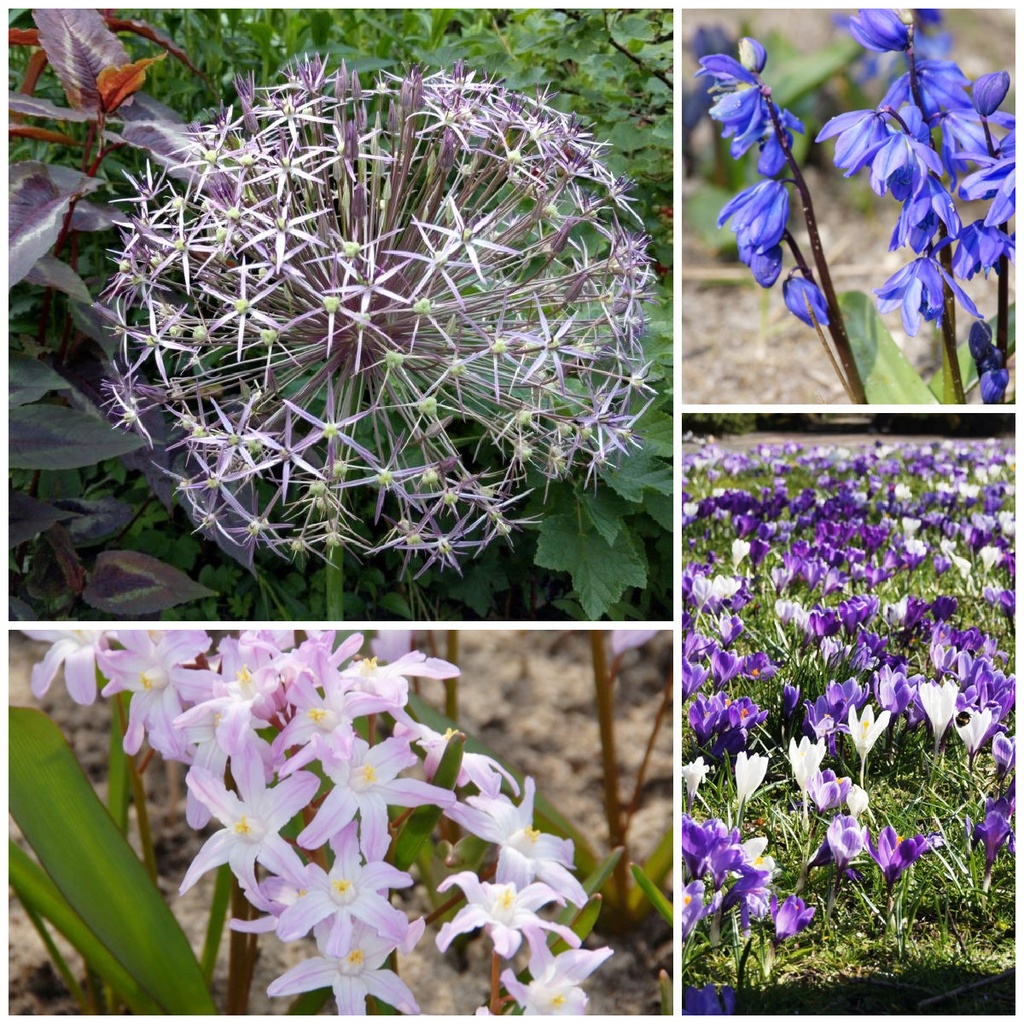 Czaar Peter Mischung - BIO | Natural Bulbs AT