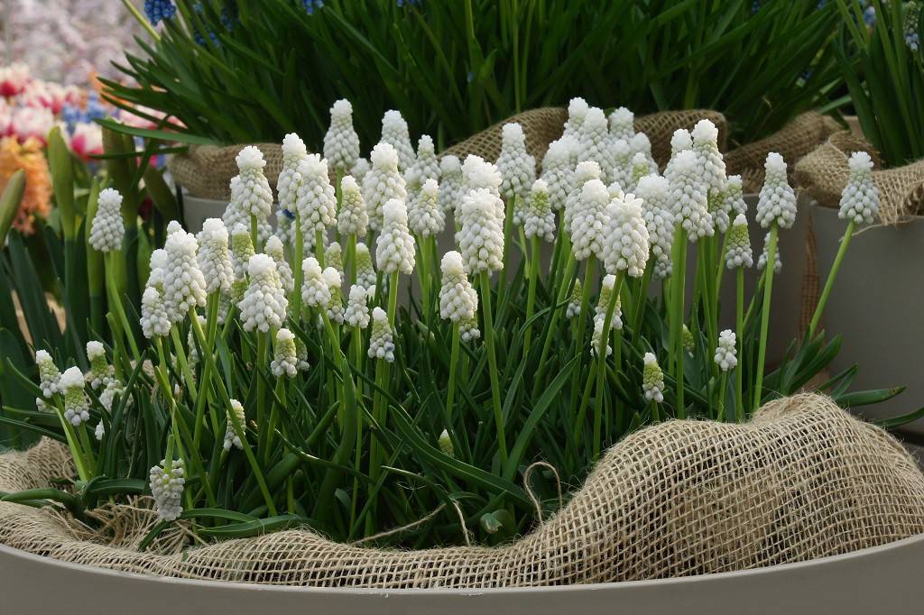 Muscari Album - BIO | Natural Bulbs AT