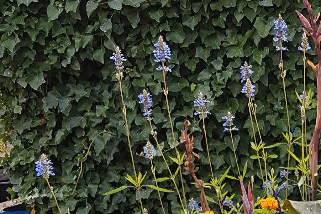 Salvia Crystal Blue - BIO | Natural Bulbs AT
