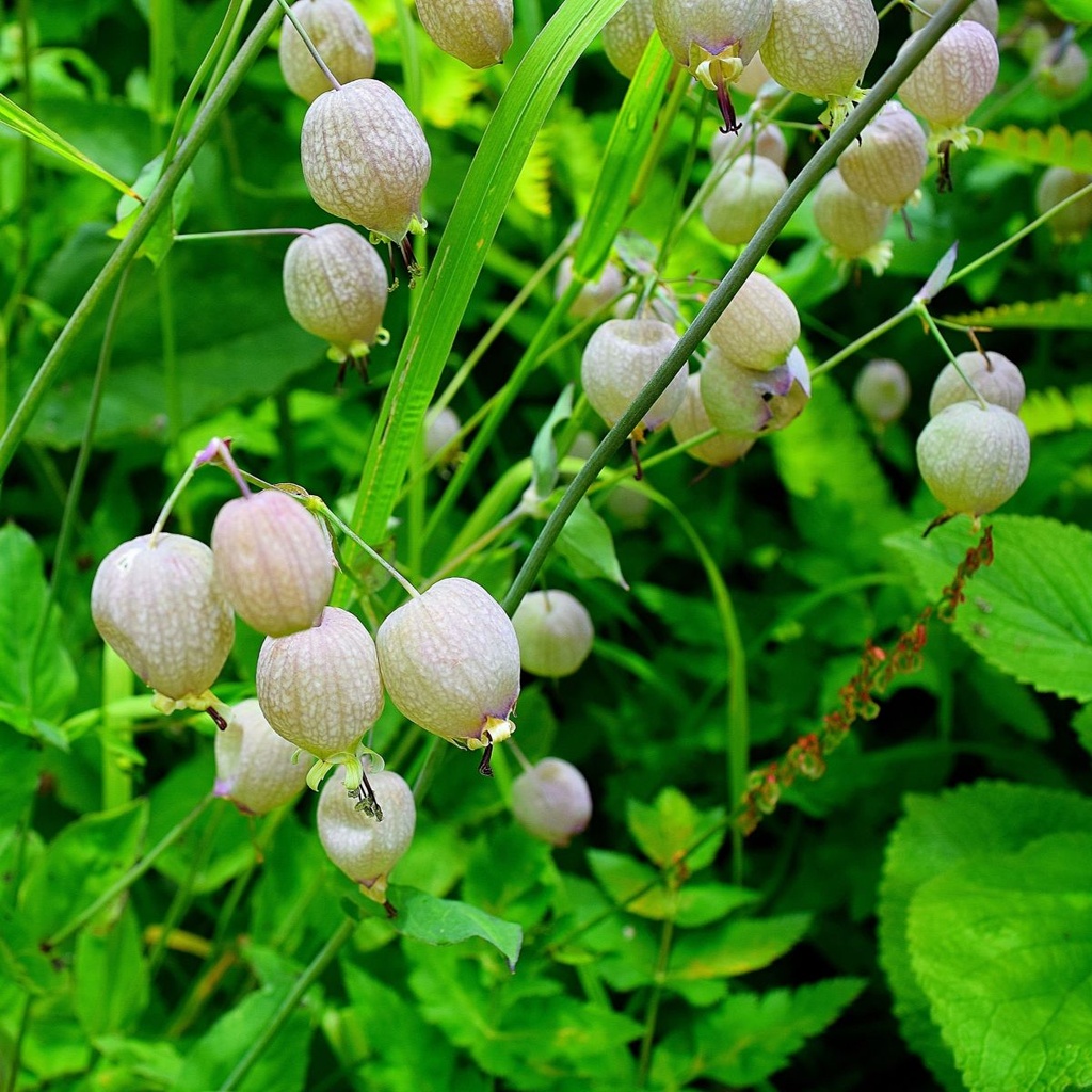 Silene Vulgaris - BIO | Natural Bulbs AT