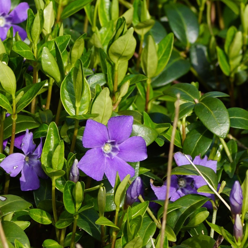 Vinca Minor - BIO | Natural Bulbs AT